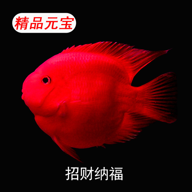 Red parrot fish, ornamental fish, tropical fish, freshwater fish, ingot ...