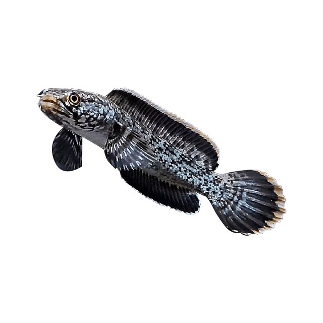 Cobalt Blue Brontosaurus Assam Milk Tea Brontosaurus Small Brontosaurus ...