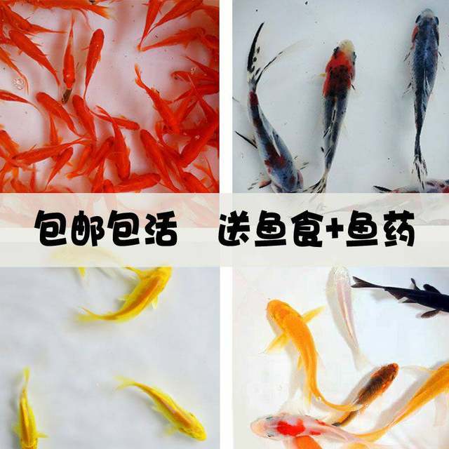 Small goldfish fry, ornamental fish, cold water resistance, good fish ...
