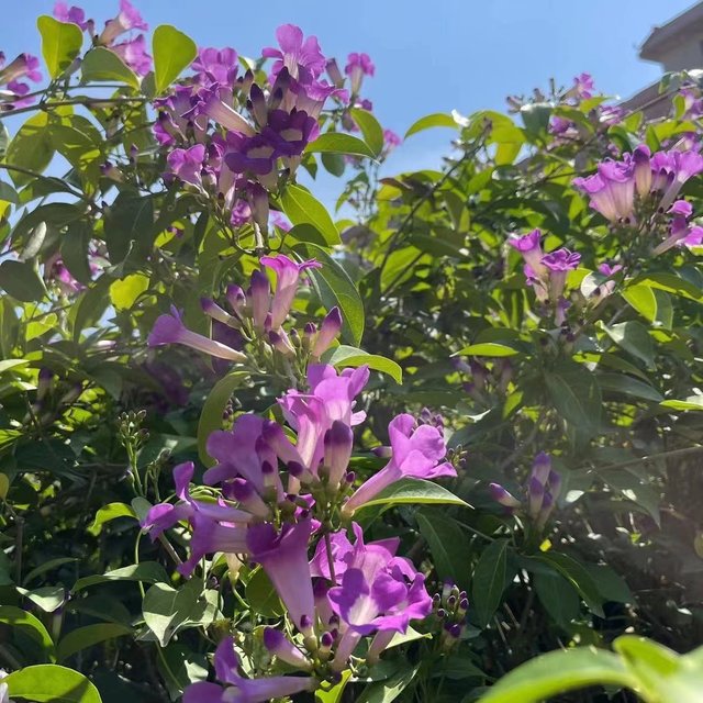 Timber -climbing plant garlic vine flower seedlings purple bell rattan ...