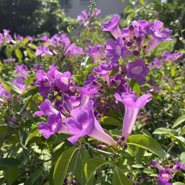 Timber -climbing plant garlic vine flower seedlings purple bell rattan ...