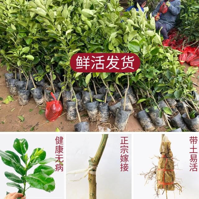 Guangxi Shatian grapefruit tree seedlings grafted three red heart honey ...