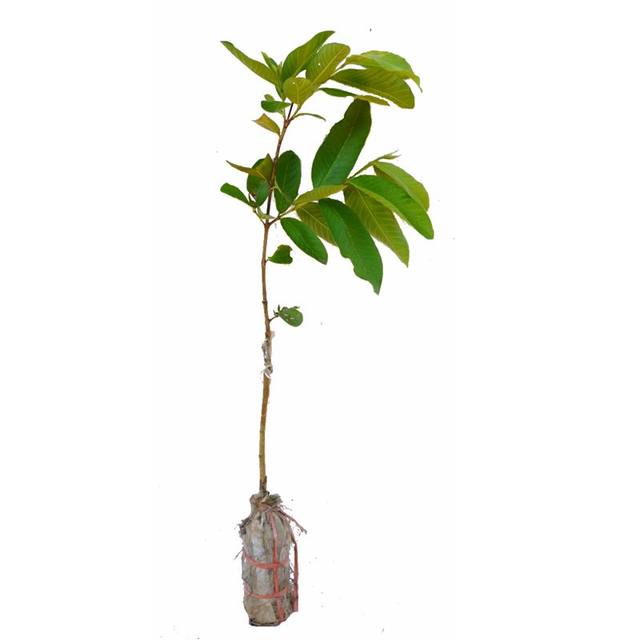 Guava seedlings of four seasons Rouge Red Emperor Ruby Red Heart White ...