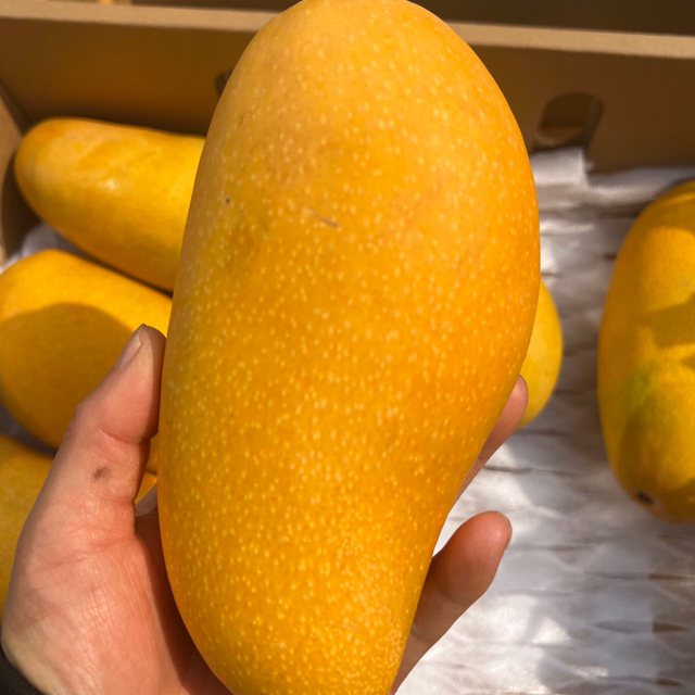 Authentic Hainan Jinhuang Mango 10jin [Jin is equal to 0.5 kg] Sanya ...