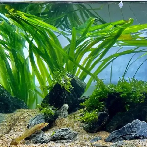 Dashuilan native tank aquatic plants live self-raising underwater leaves negative posterior ...