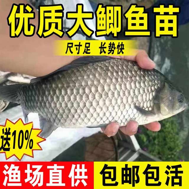 Crucian carp fry freshwater culture edible Zhongke No. 5 project ...