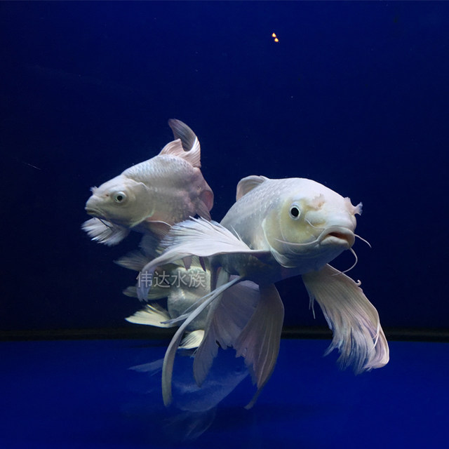 Taiwan butterfly carp gypsum white cold water fry purebred big fin big ...