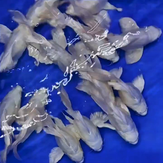 Taiwan butterfly carp gypsum white cold water fry purebred big fin big ...