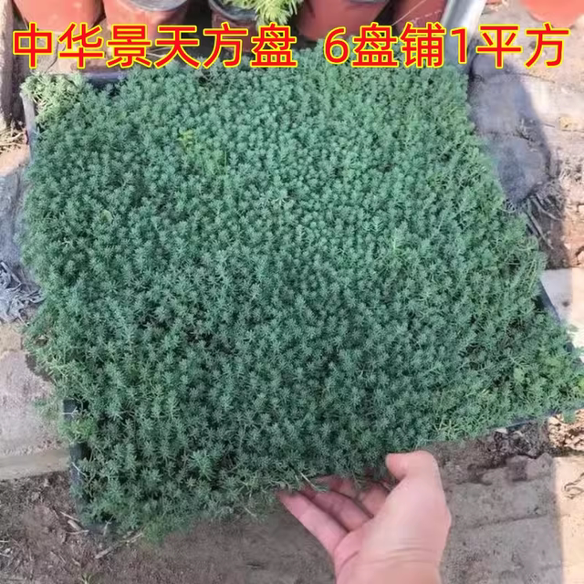 Villa courtyard turf golden leaf bucolic seedlings Chinese Cialis ...