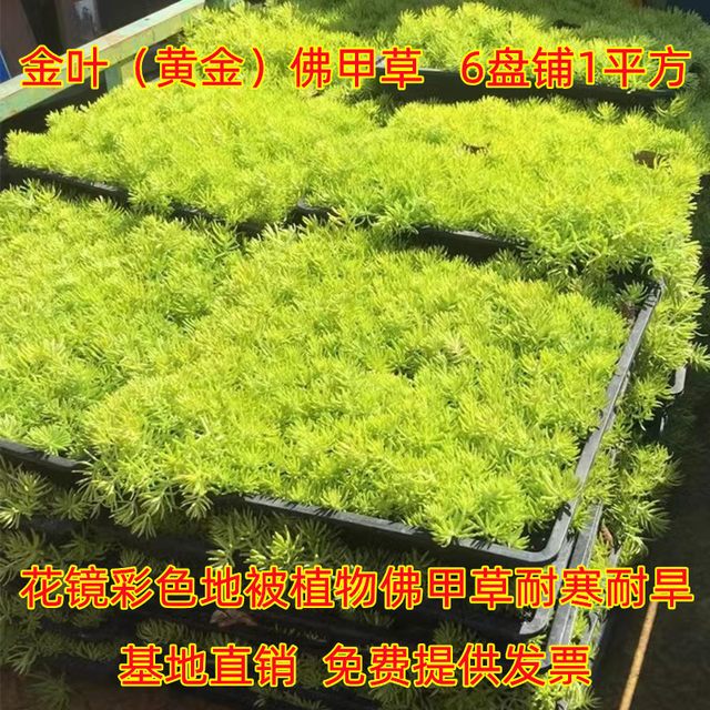 Villa courtyard turf golden leaf bucolic seedlings Chinese Cialis ...