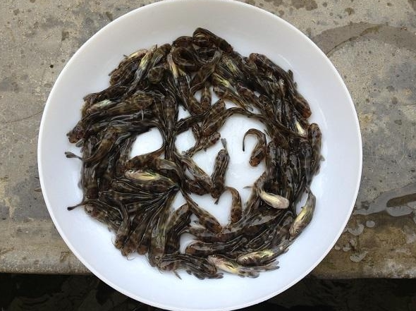High -quality all -male yellow bone fry yellow bone fish seedlings ...