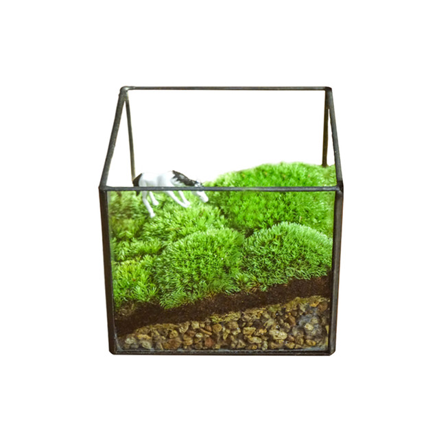 Plant moss micro-scape box glass bonsai moss micro-landscape mini ...