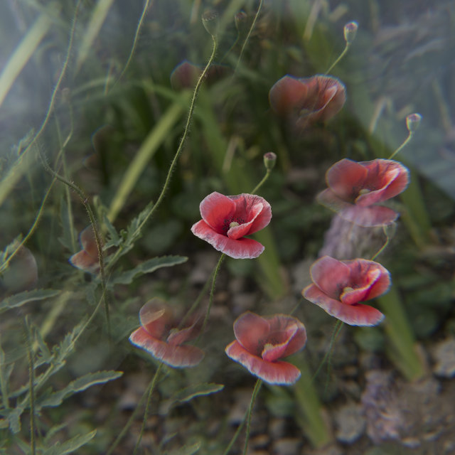 LLP halo lens 77mm prospect blurred photography fractal special effects ...