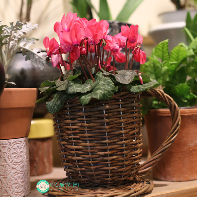 Willow flower pot coffee cup storage basket flower pot garden groceries ...