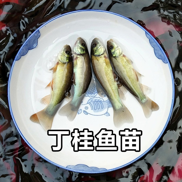 Ding Gui fish fry freshwater breeding and edible European Dading ...