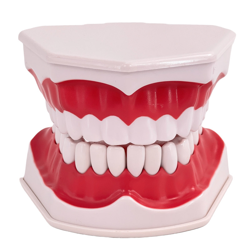 Advanced Large Human Oral Cavity Tooth Model, 6X Scale Tooth Structure
