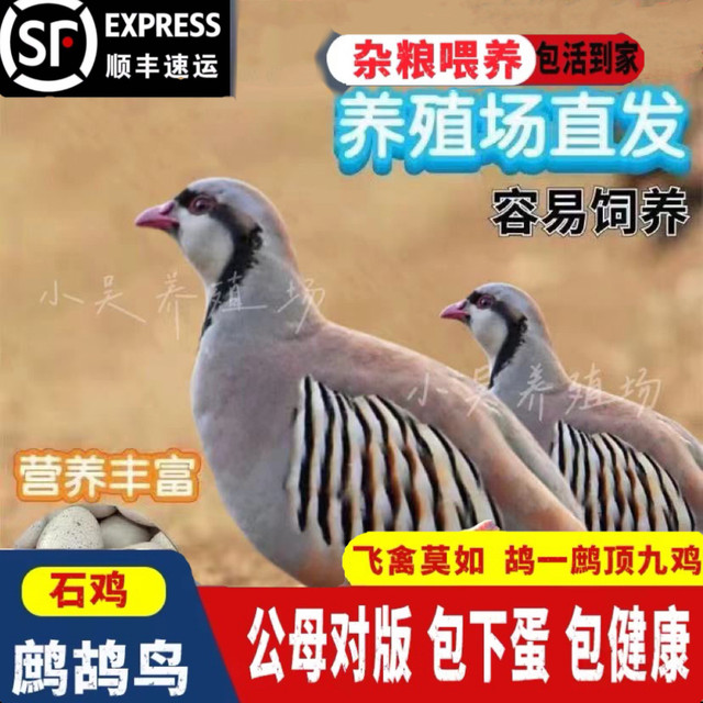 Partridge live birds, a pair of stone chickens, quacks, dragon birds ...