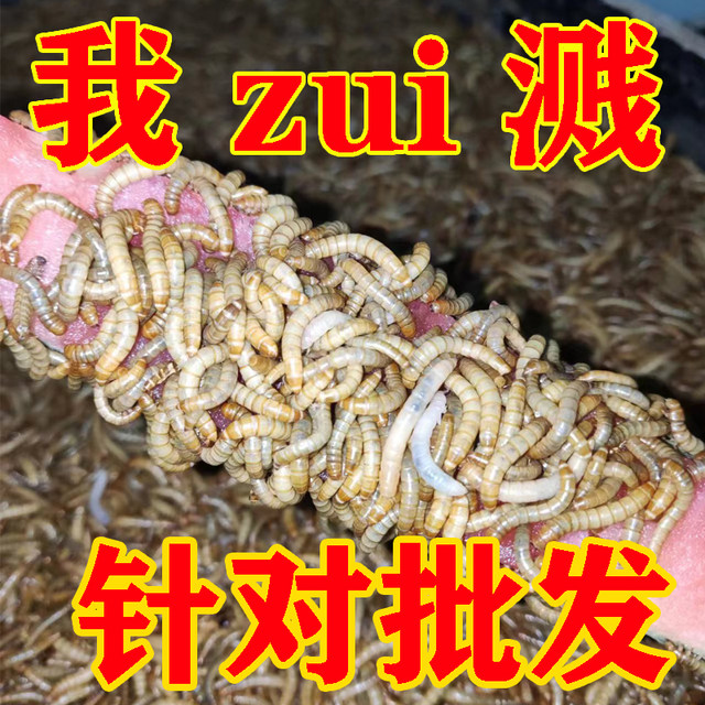 Mealworm Live Mealworm Live Parrot Fish Turtle Golden Dragon Fish ...