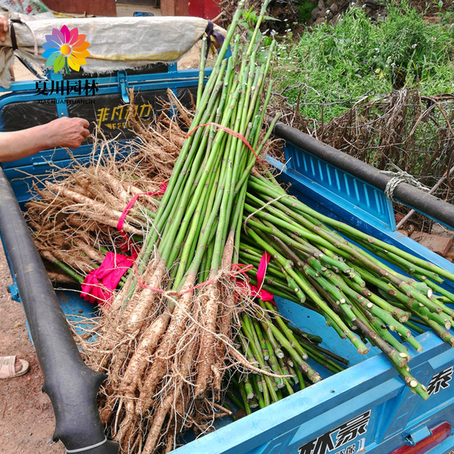 Qingtong saplings Chinese sycamore saplings courtyard greening ...