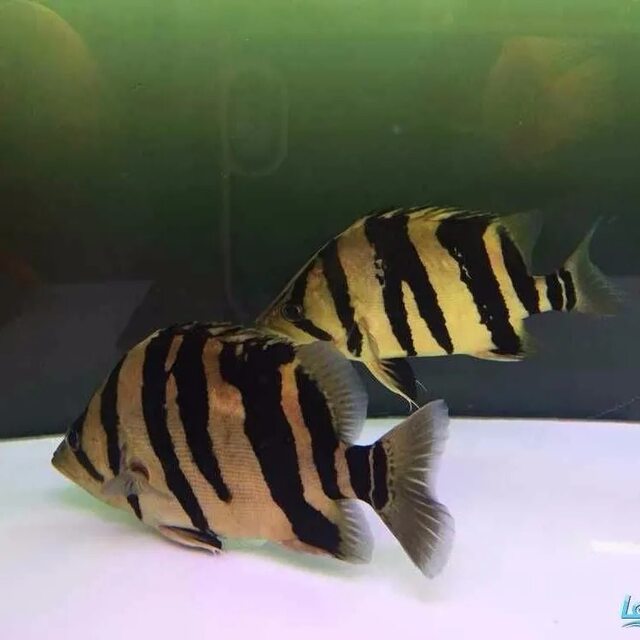 Tiger fish live fry tropical ornamental fish Sumatra tiger Indonesia ...