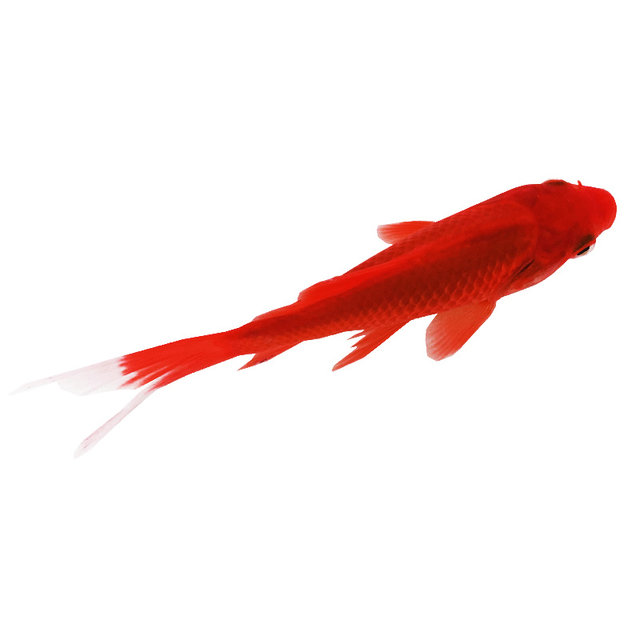 Grass Goldfish Fry Koi Small Fish Live Ornamental Fish Live Fresh Water ...