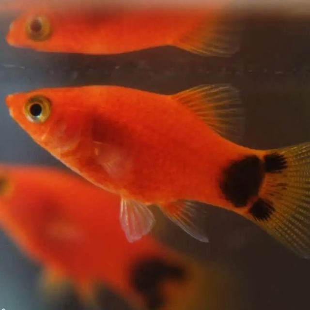 Mickey fish, moonlight fish, fetal fish, small fish, ornamental fish ...