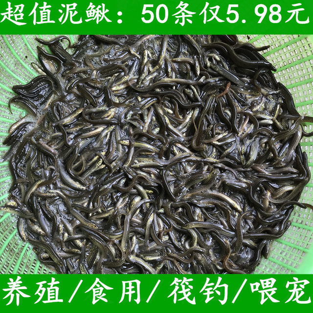 Taiwan small loach seedlings local green loach Northeast golden loach ...