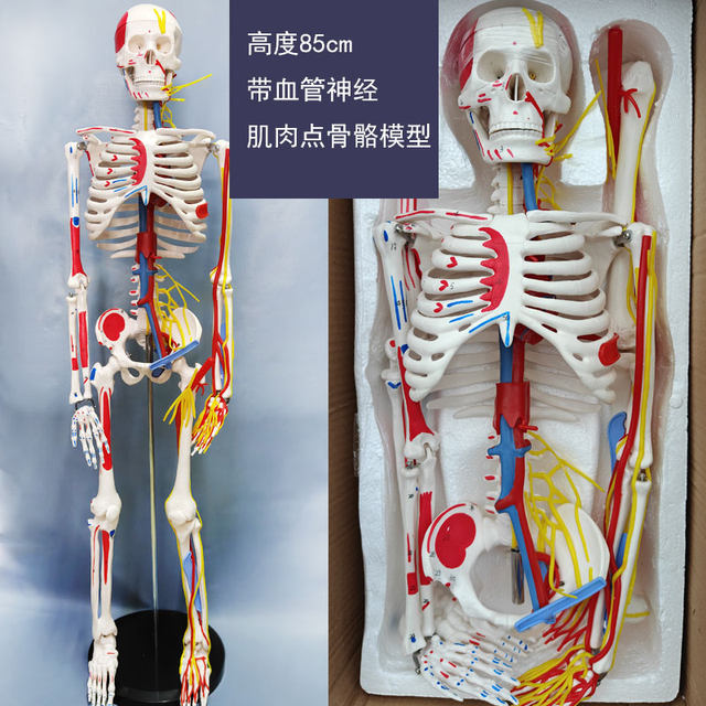 High-end medical whole body human skeleton model pelvic yoga joint ...
