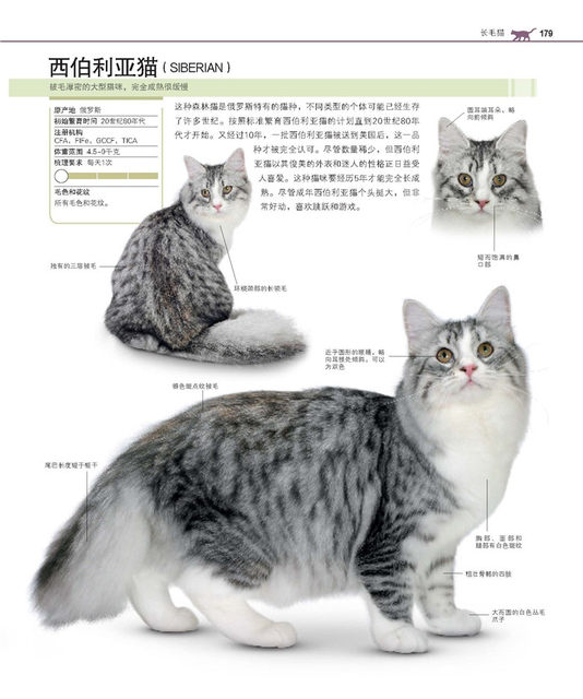 DK world famous cat domestication encyclopedia, the feeding method of ...