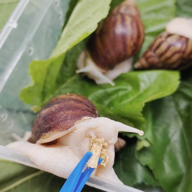 White jade snail pet suit big snail live ornamental small snail student ...