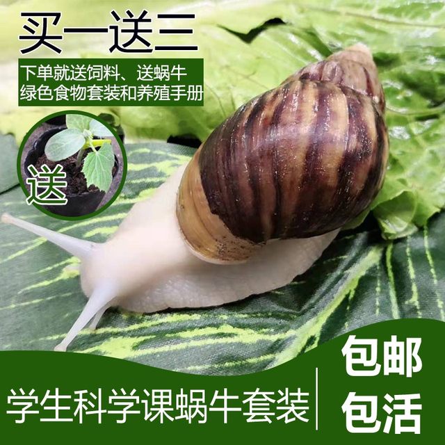 Big snail live body pet white jade snail suit