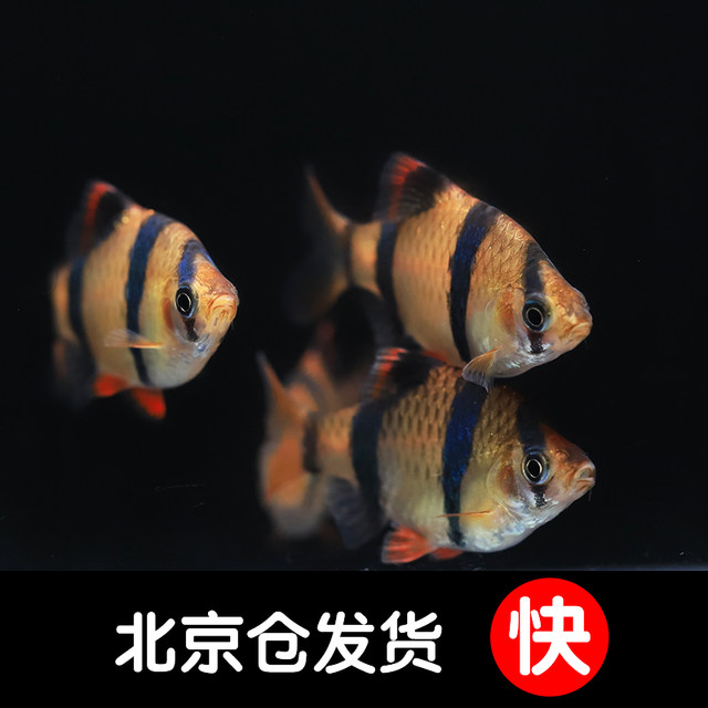 Tiger skin fish small fish live ornamental fish green tiger skin novice ...