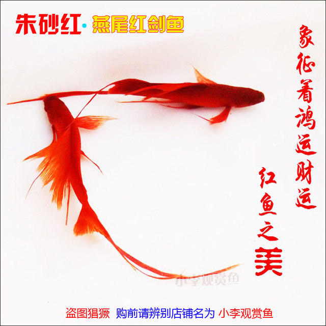 Small freshwater ornamental fish swallowtail red sword long tail two ...