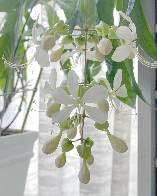 Dutch Short Branches Drooping Jasmine Imported Network Red Flower White ...