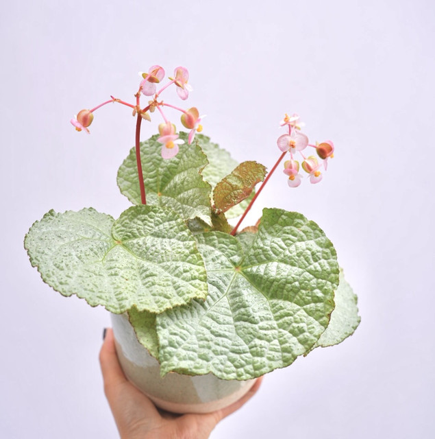 Marble Begonia Good Potted Popular Popular Planted Cross -Observation ...