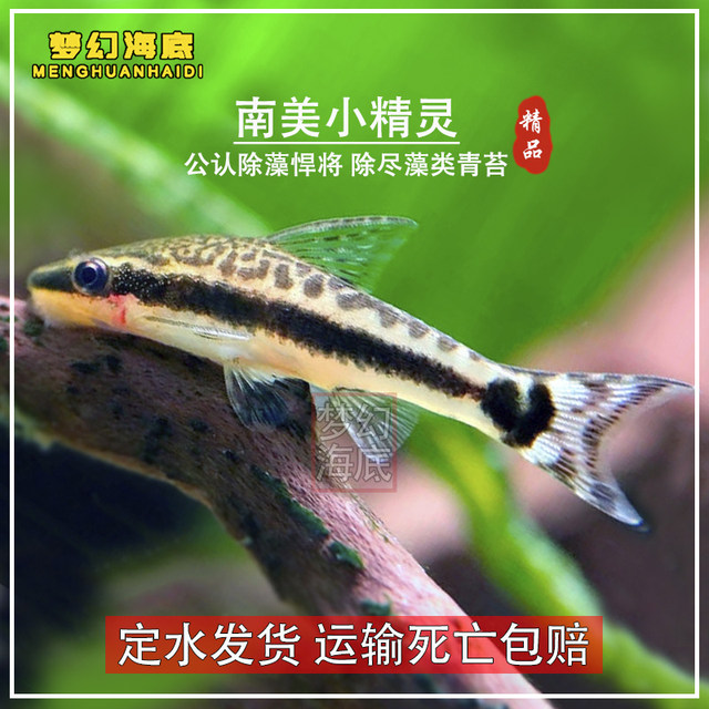 Tropical ornamental Fish Fish Fish Tiger Elves Flying Fox Follower ...