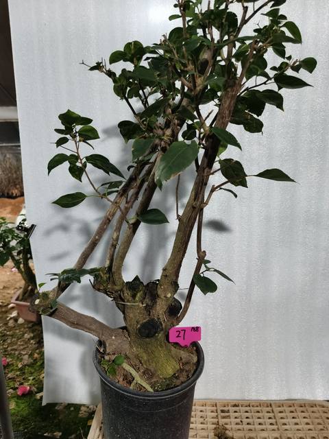 California Huang Lao Pi