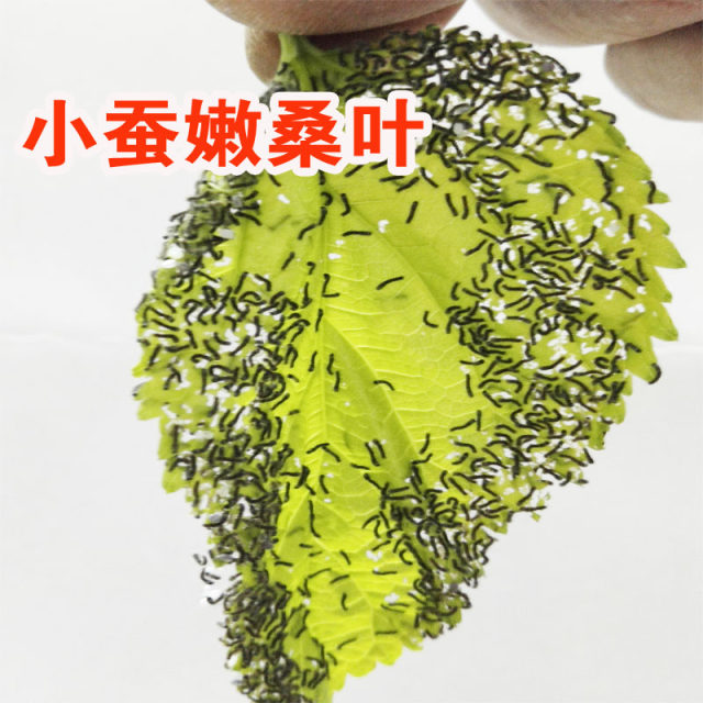 Mulberry leaves fresh student silkworm raising set Mulberry leaves feed ...