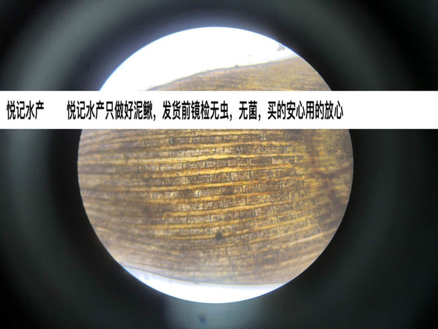 Taiwan small loach seedlings loach fish fresh turtle dragon fish and ...