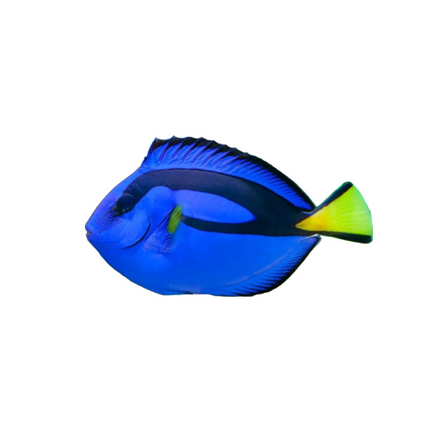 Blue hanging pink blue hanging saltwater fish ornamental fish live ...