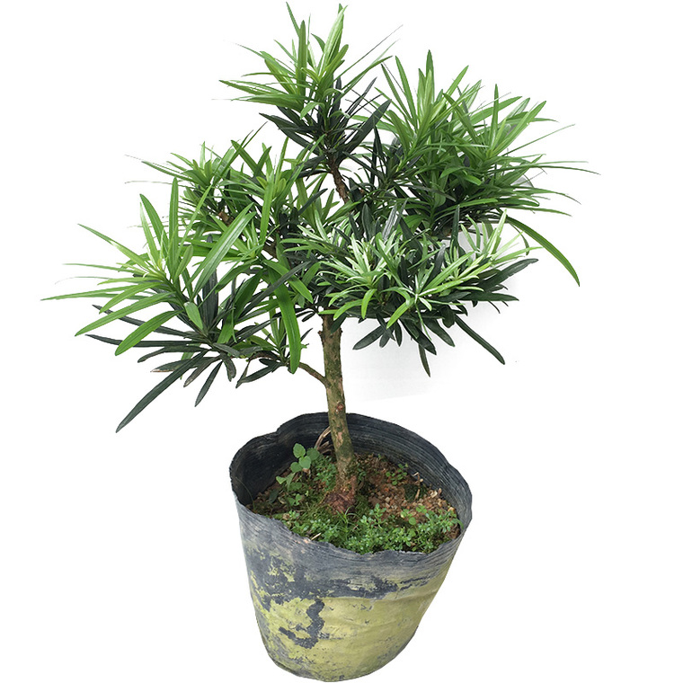 Tocón de árbol bonsái - Altura del pino 50-60cm pino negro | Huafu