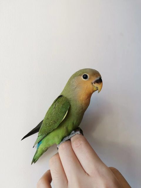 Limited hand -raising peony parrot Living birds High -purity Purple ...