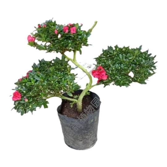 Shape Dragon Azalea Potted Bonsai - Indoor & Outdoor Green Plants ...
