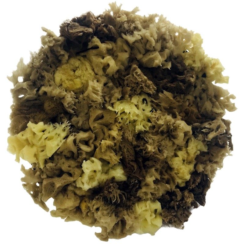 Greek Seaweed Sponge Natural Seaweed Shot Three-Color Pearlescent Art ...