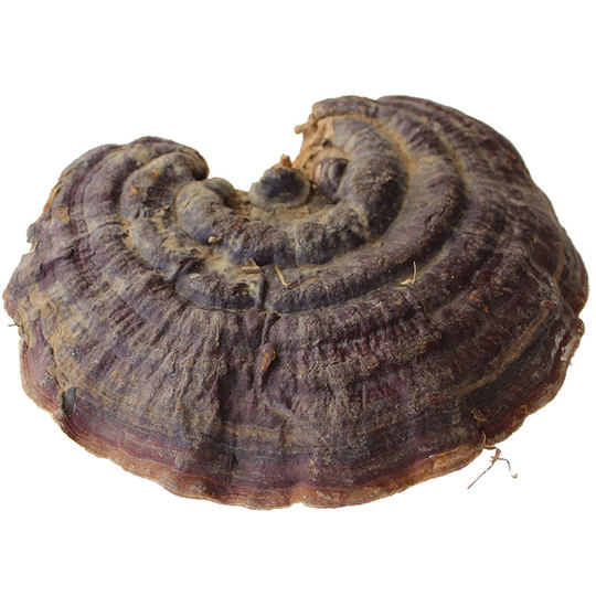 Wild Sessile Red Ganoderma - Extra Large Changbai Mountain Red ...
