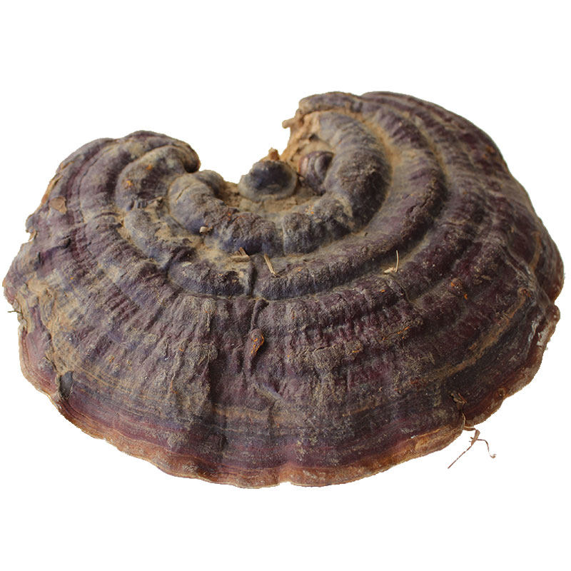 Wild Sessile Red Ganoderma - Extra Large Changbai Mountain Red ...