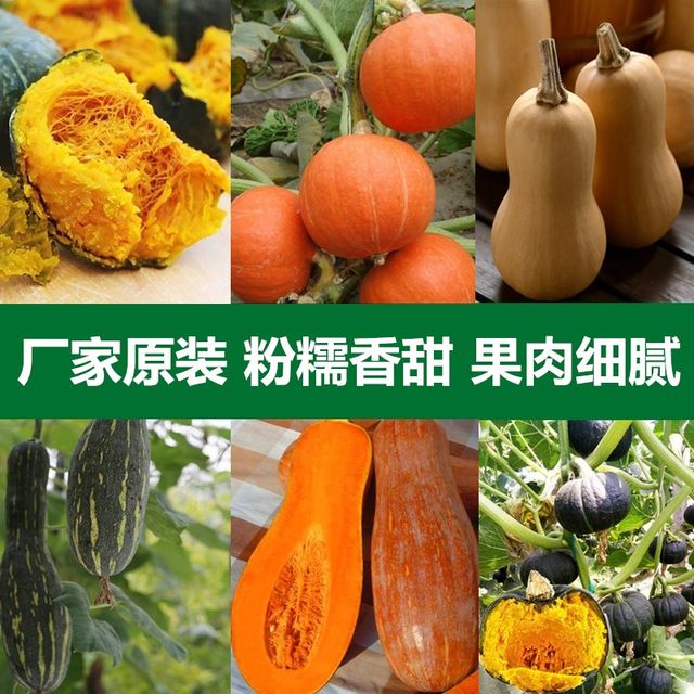 Beibei small pumpkin, red board chestnut honey, sweet red honey pumpkin ...