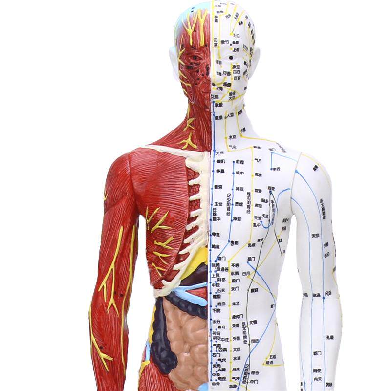 Human Acupuncture Model - 60/85cm Semi-Musculoskeletal Viscera Model