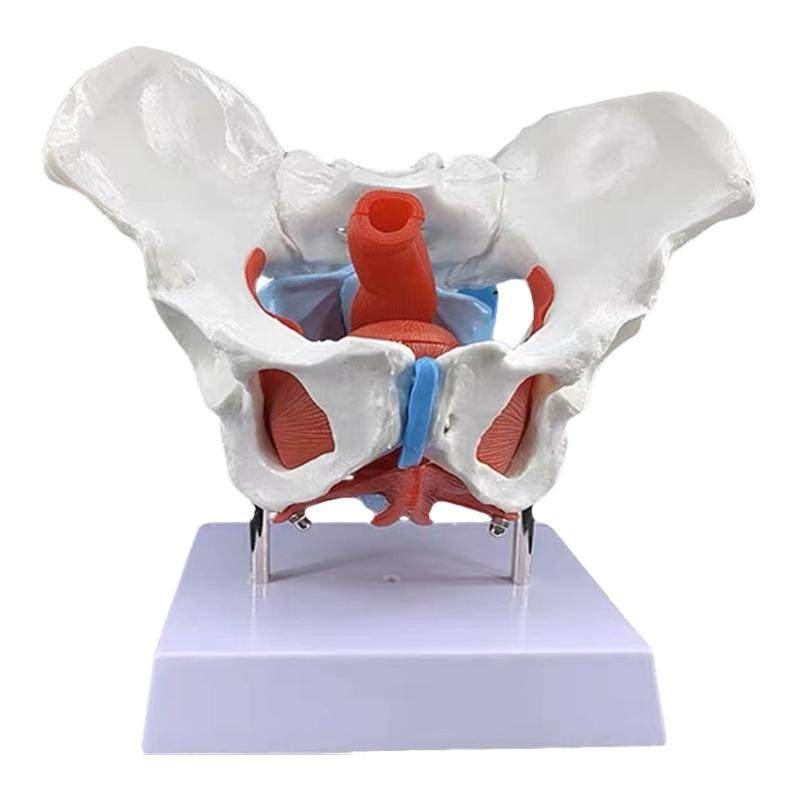 Female Pelvis Pelvic Floor Muscle Model Human Childbirth Midwifery ...