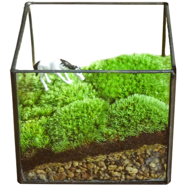 Plant moss Micro -view box glass bonsai moss micro -landscape micro ...